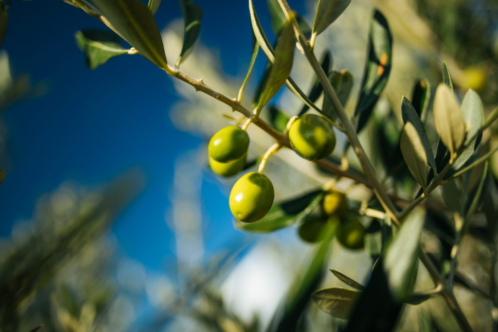 Olive - the Mediterranean Queen - CE blog
